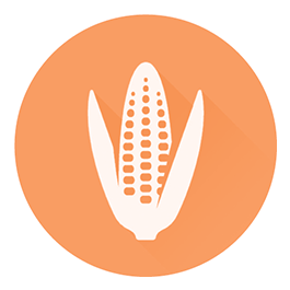 Cry1F LFS kit for Corn bulk grain ( 0.5 %)